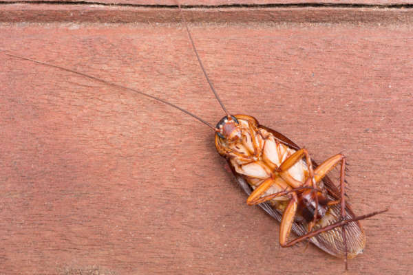 5 Common Pests You'll Find in Long Island | Pest Control | Long Island ... 5 Common Pests You'll Find in Long Island | Pest Control | Long Island ...